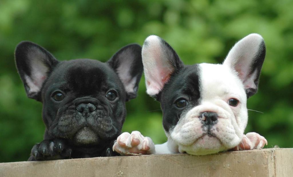 Accueil - Elevage Du Verger De Quicangrogne - eleveur de chiens ...